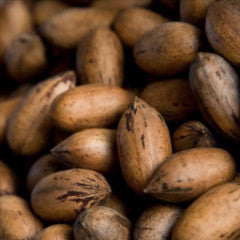 Pecans IN SHELL – Absolutely Nuts Australia